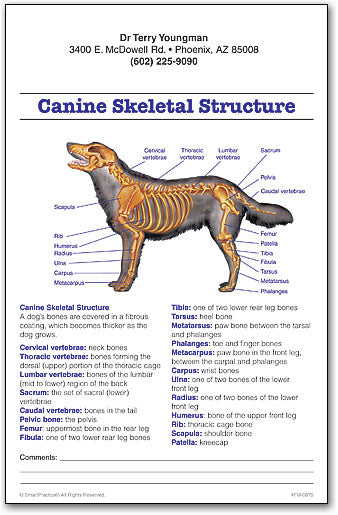 Canine Skeletal Structure Education Sheets – Smart Practice Australia