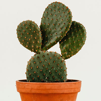 SmartPractice Australia - Healthy Practice, Healthy Patients – Smart ...