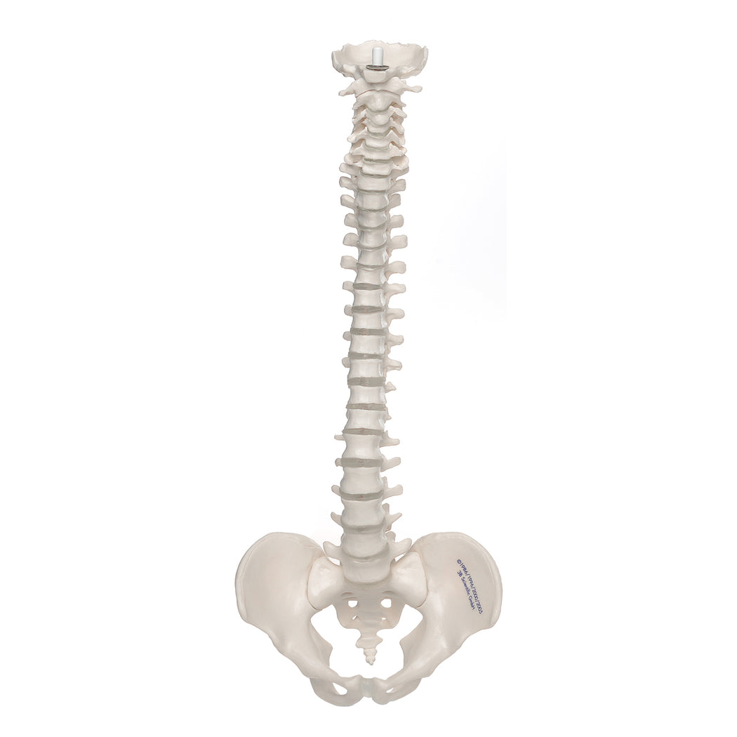 Chiropractic Anatomical Models – Smart Practice Australia