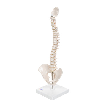 Chiropractic Anatomical Models – Smart Practice Australia