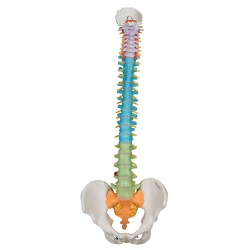 Chiropractic Anatomical Models – Smart Practice Australia