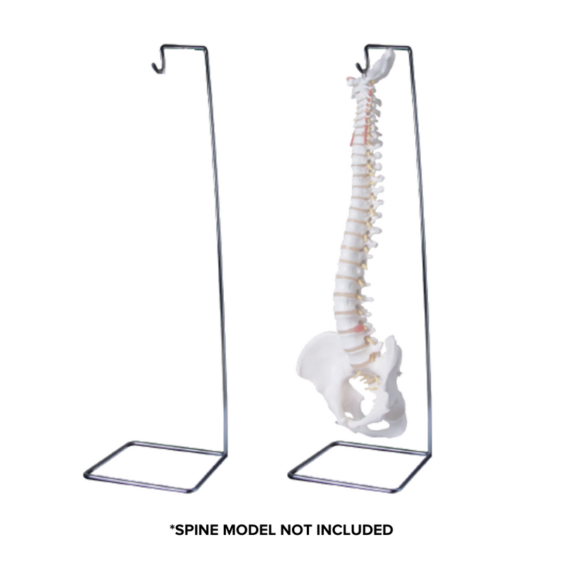 Spine Model Stand – Smart Practice Australia